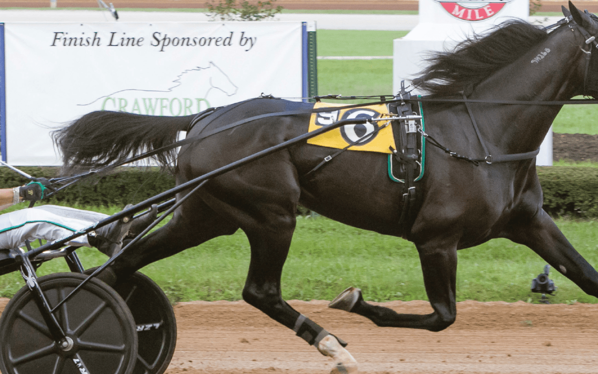 Tactical Landing – Stallions Australasia