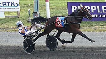 tactical-approach – Stallions Australasia