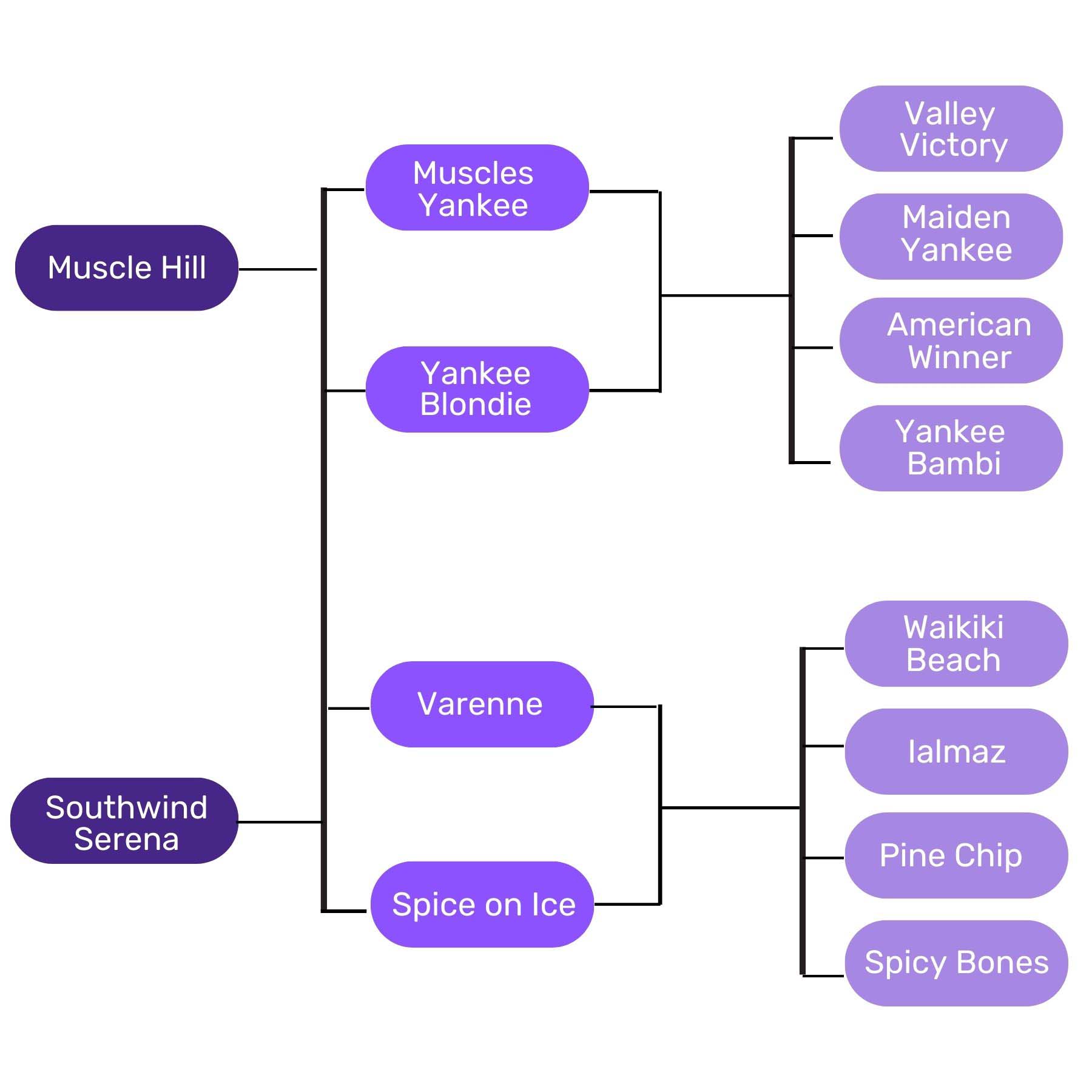 Tactical Landing – Stallions Australasia