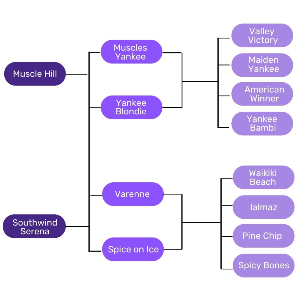 Tactical Landing – Stallions Australasia